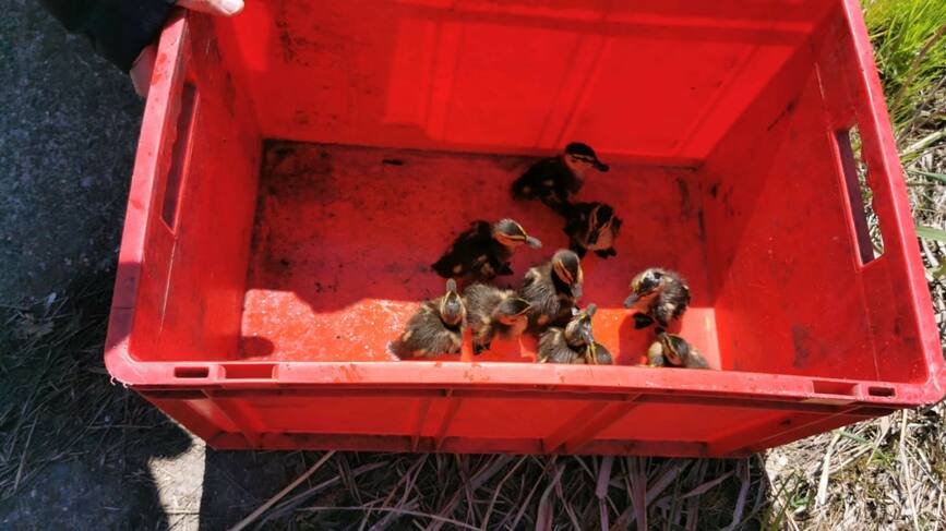 Agenda Pompierului: Pompierii militari ieșeni au salvat 12 puișori de ...